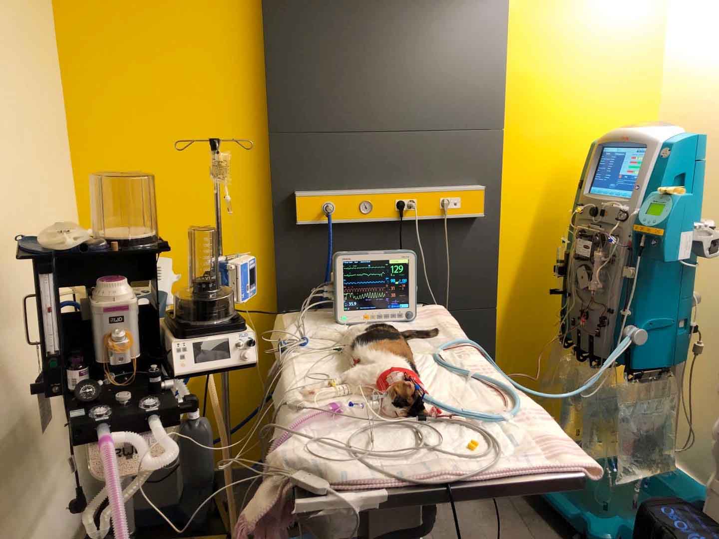 Veterinary Aesthesia Machine-RWD Life Science