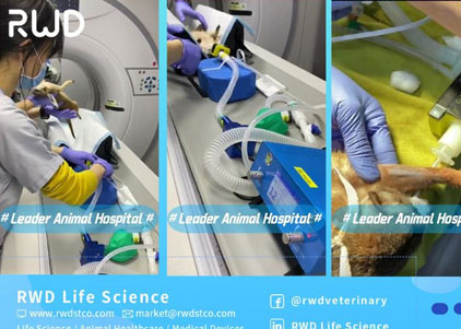 Exotic animal Meerkat physical examination - RWD Life Science