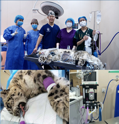 Helps perform the first snow leopard ‘Ling Han’ cataract surgery in the ...