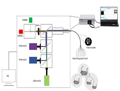 Fiber Photometry Learning Guide for Beginners - RWD Life Science