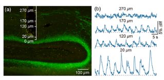 Fiber Photometry Working Principle and Process-RWD Life Science