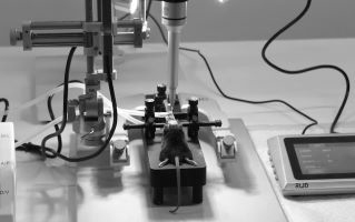 Fiber Photometry Working Principle and Process-RWD Life Science