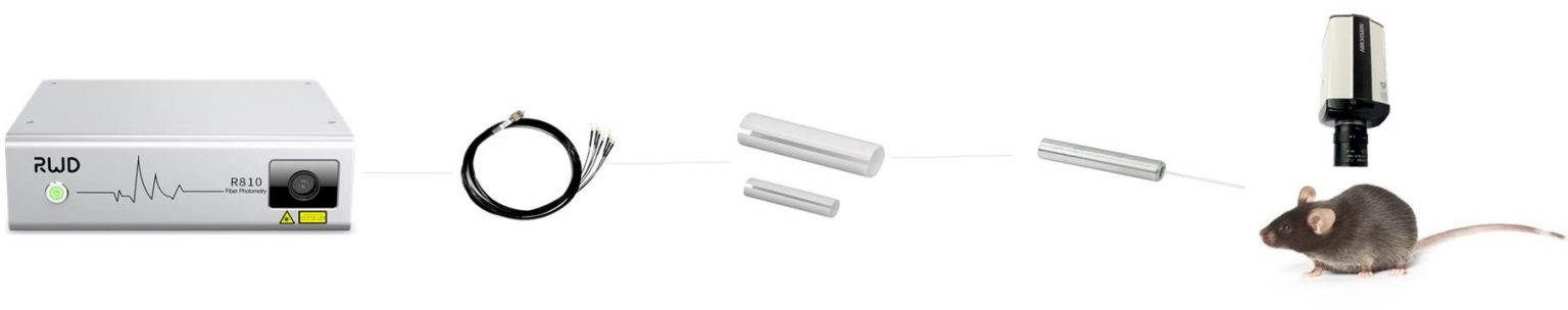 Fiber Photometry An Ultimate User Guide and Overview-RWD Life Science