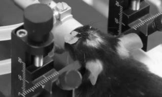 Fiber Photometry Working Principle and Process-RWD Life Science