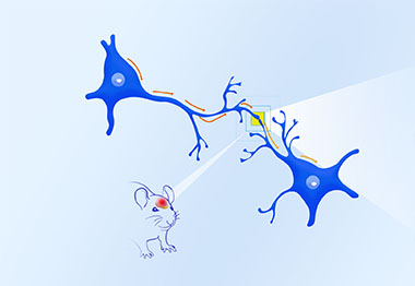 Fiber Photometry Working Principle and Process-RWD Life Science