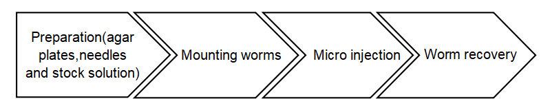 C Elegans Microinjection Procedure Guide - RWD Science