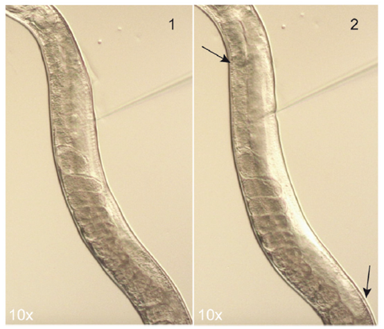 C Elegans Microinjection Procedure Guide Rwd Science