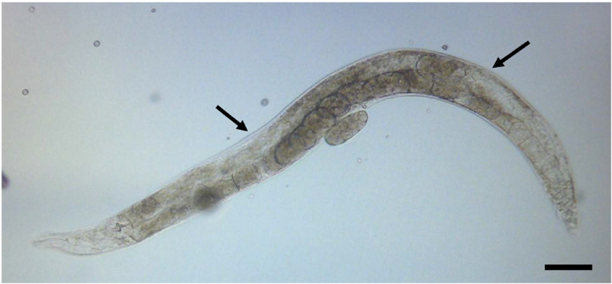 C Elegans Microinjection Procedure Guide Rwd Science
