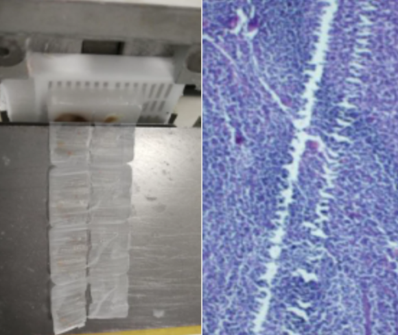 Microtome Sectioning of Tissue- RWD Science