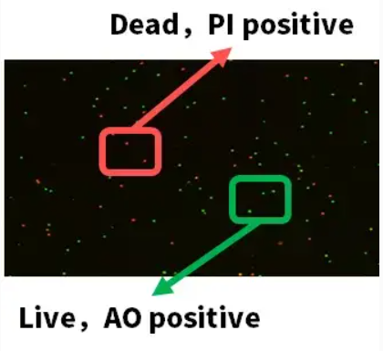 Preparation of Single Cell Suspension: A Simple Start with Primary Cell ...