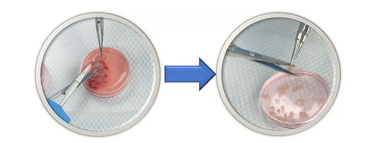 Primary Cells to Single-Cell Suspensions: A Step-by-Step Guide