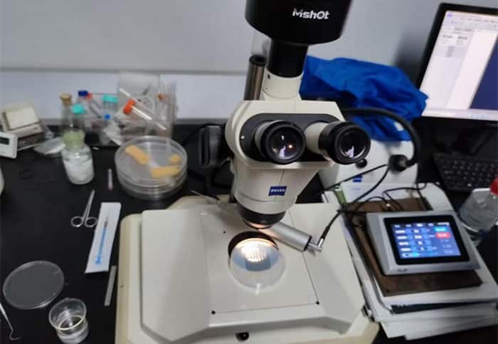 How To Perform Zebrafish Embryos Microinjection- RWD Science