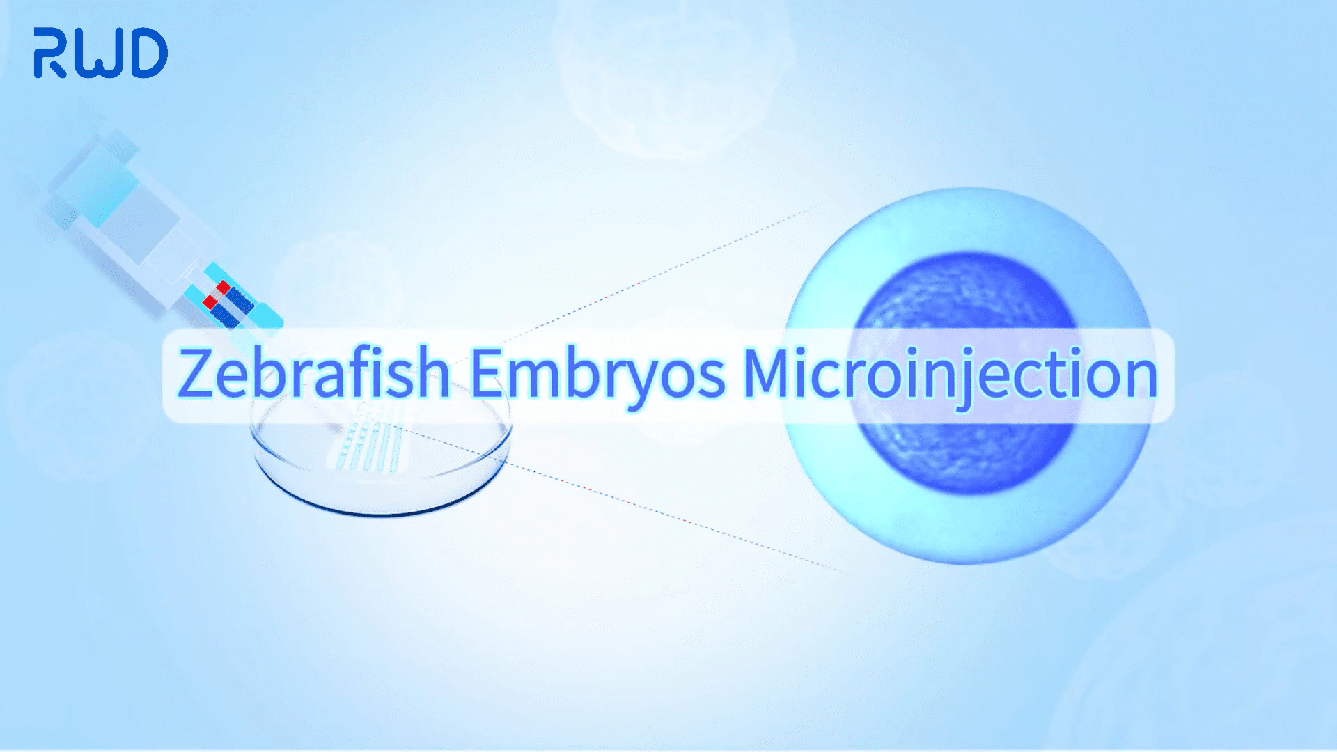Zebrafish Embryos Microinjection Process - RWD Life Science
