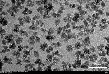 Magnetic Microbeads Cell Separation Kit Archives - RWD Life Science