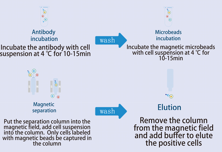 Magnetic Microbeads Cell Separation Kit Archives - RWD Life Science