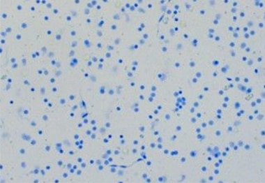 Quick Mastery of Single-Nuclear RNA Sequencing - RWD Life Science