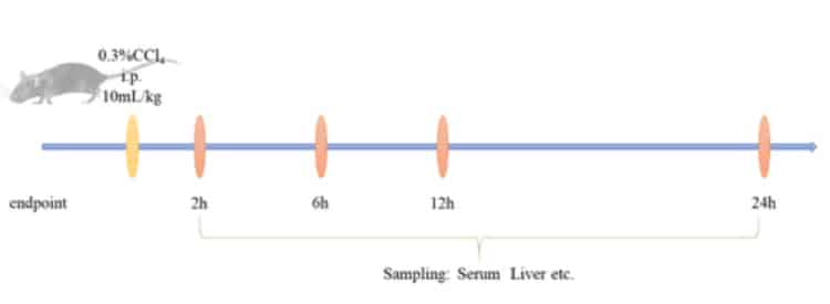 Application of the RWD Pathology Sectioning Machine in a CCl4-Induced ...