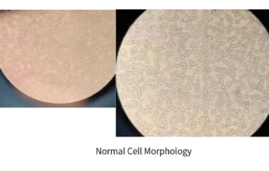Culturing Mouse Monocyte Macrophage RAW264.7 Cells: 10 things you need to know - RWD Life Science